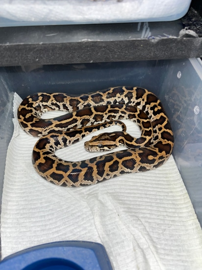 100% Het Wei Line Caramel 50% Het Granite Burmese Python by Burm House