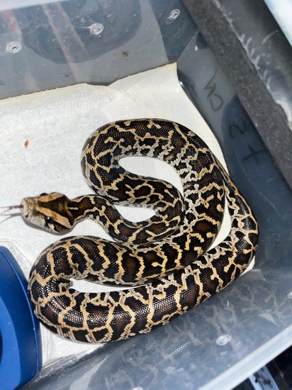 100% Het Wei Line Caramel 50% Het Granite Burmese Python by Burm House