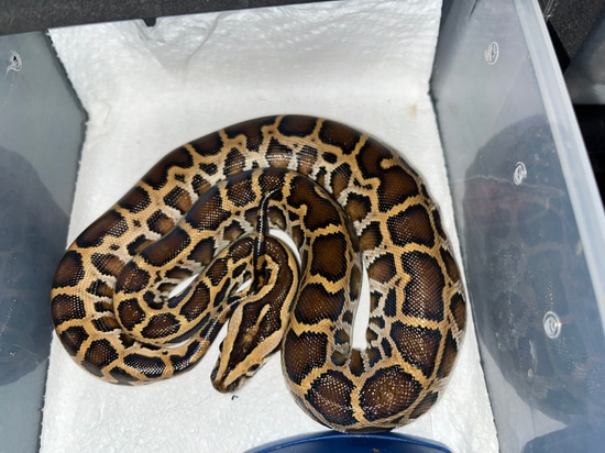 66% Het Green Pied Albino 50% Het Labyrinth Burmese Python by Burm House