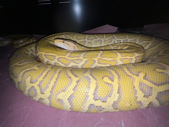 PROVEN BREEDER Caramel Burmese Python by Burm House