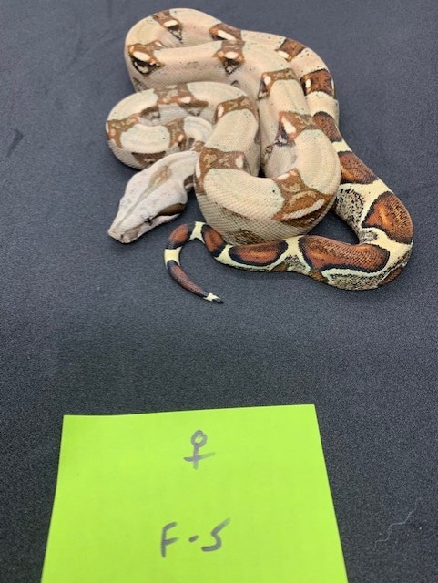 Pastel Colombian (100% Heterozygous Sterling) Boa Constrictor by Snow ...