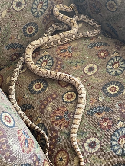 Proven-breeder Pair Heliconia/Specter Corn Snake by Snow Family Farm Herpetoculture