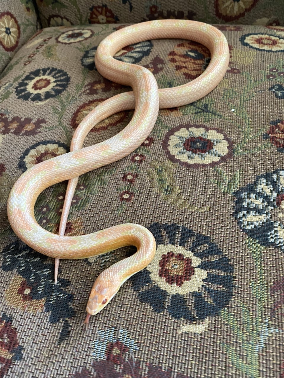 Super-Salmon Snow Motley Corn Snake by Snow Family Farm Herpetoculture ...
