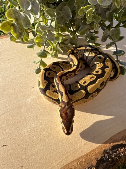 Specter,Fire Ball Python by SSP Exotics