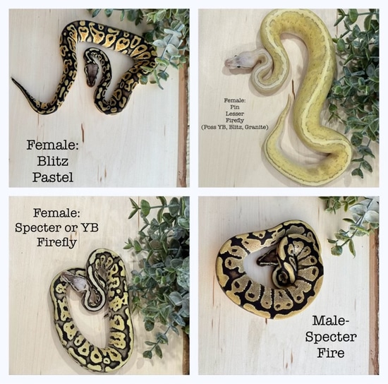 Auction Group Of 9 (5:3) Ball Python by SSP Exotics