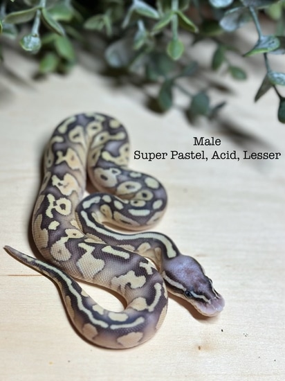 Super Pastel, Acid, Lesser Ball Python by SSP Exotics