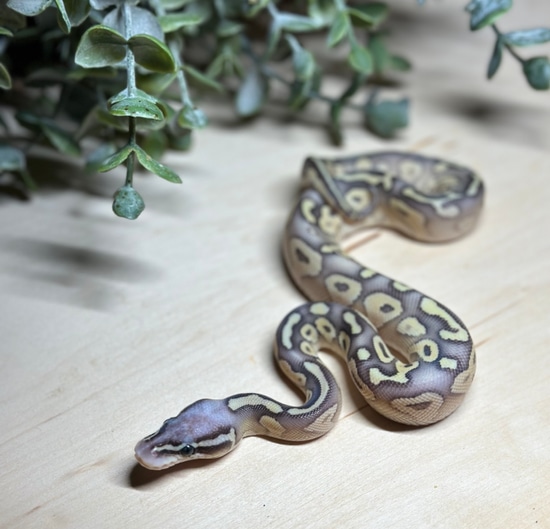 Pastel, Lesser, Poss Acid Ball Python by SSP Exotics