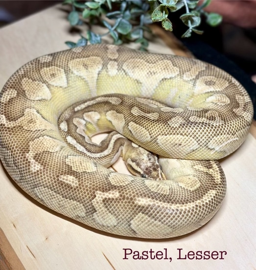 Pastel, Lesser Ball Python by SSP Exotics
