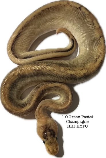 Green Pastel (LBB), Champagne, Het Hypo Ball Python by SSP Exotics