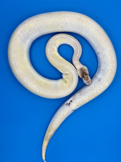 Bongo, SN, Cinnamon, Lesser, Pastel Ball Python by SSP Exotics