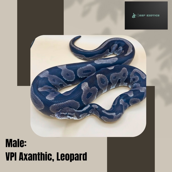 VPI Axanthic LEO Ball Python by SSP Exotics