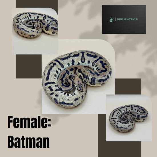 Batman Ball Python by SSP Exotics