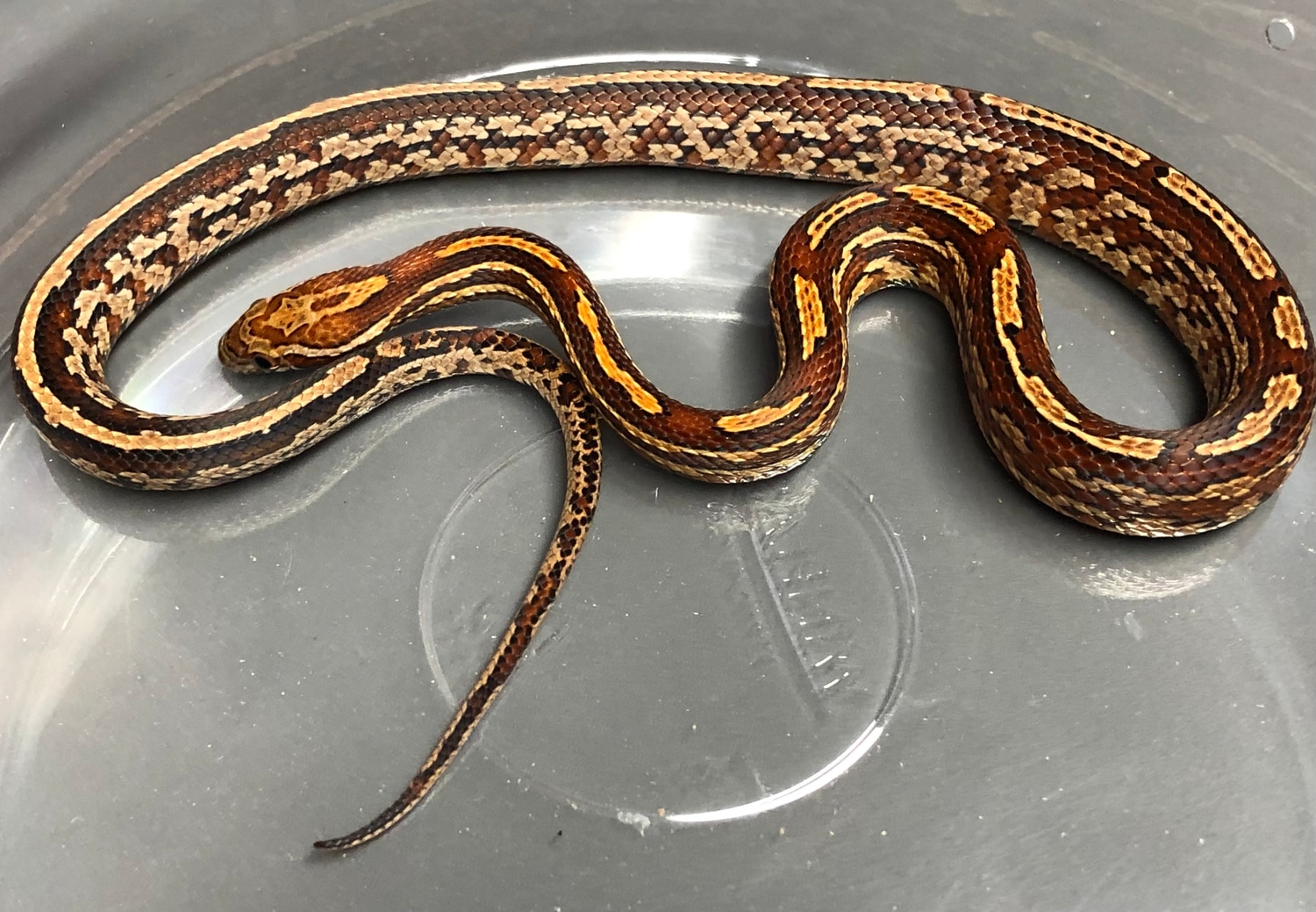 Tessera Het Amel Female Corn Snake by SSuperiorSSerpents - MorphMarket