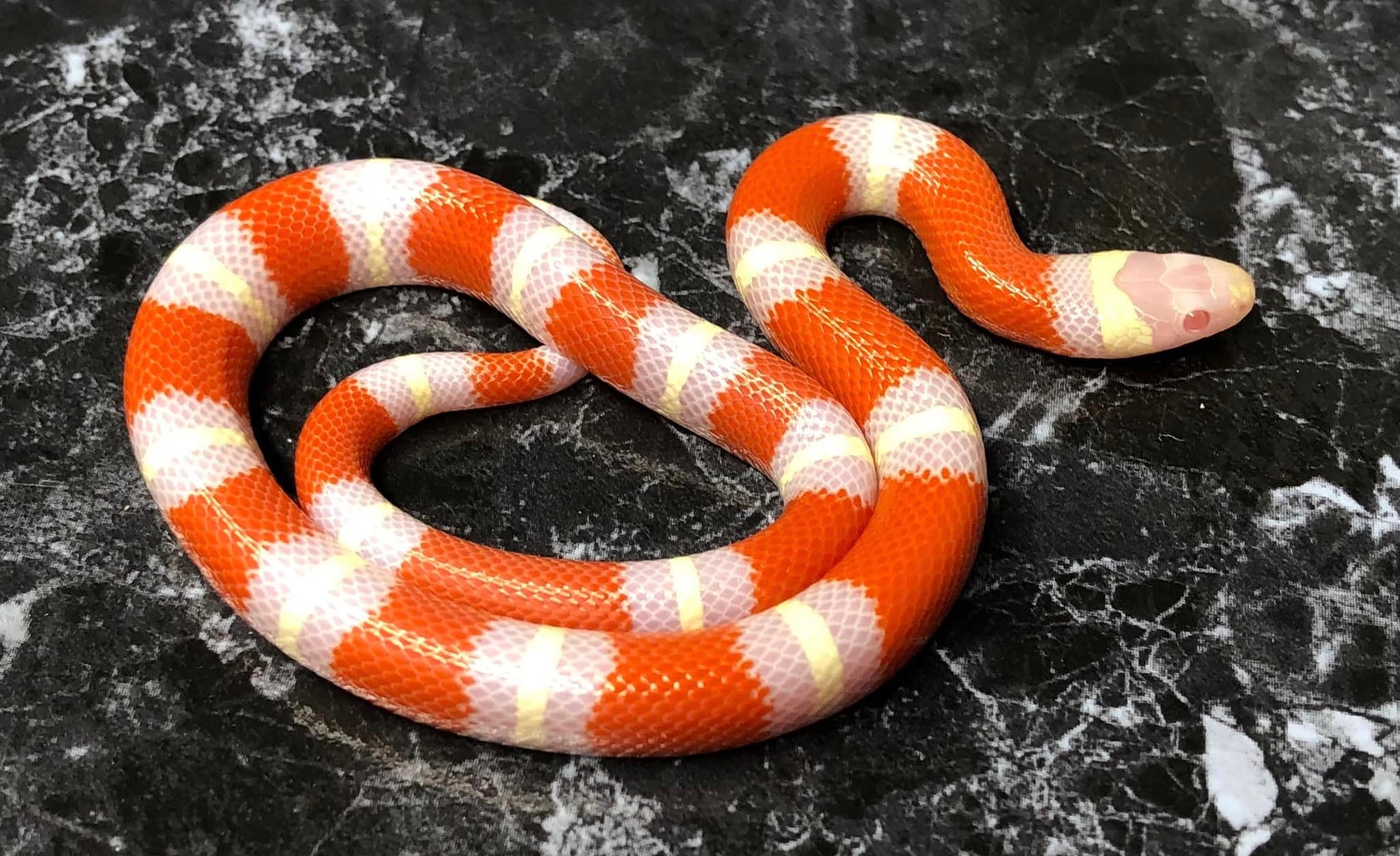 Albino Nelson's Milk Snake by SSuperiorSSerpents - MorphMarket