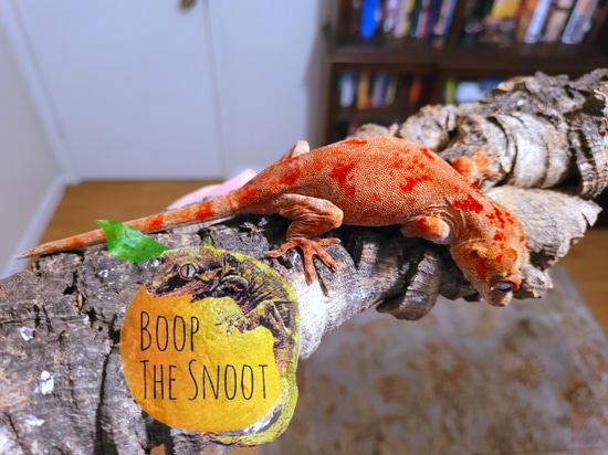 Red Super Blotch Adult Female Gargoyle Gecko by Boop the Snoot