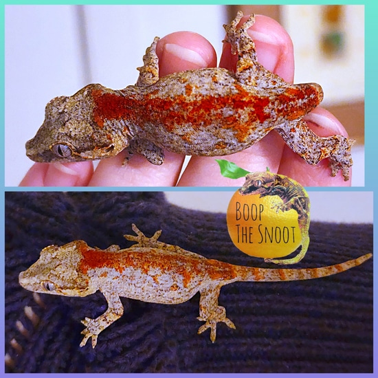 "Ember" Orange/Red Dorsal Blotch Gargoyle Gecko by Boop the Snoot