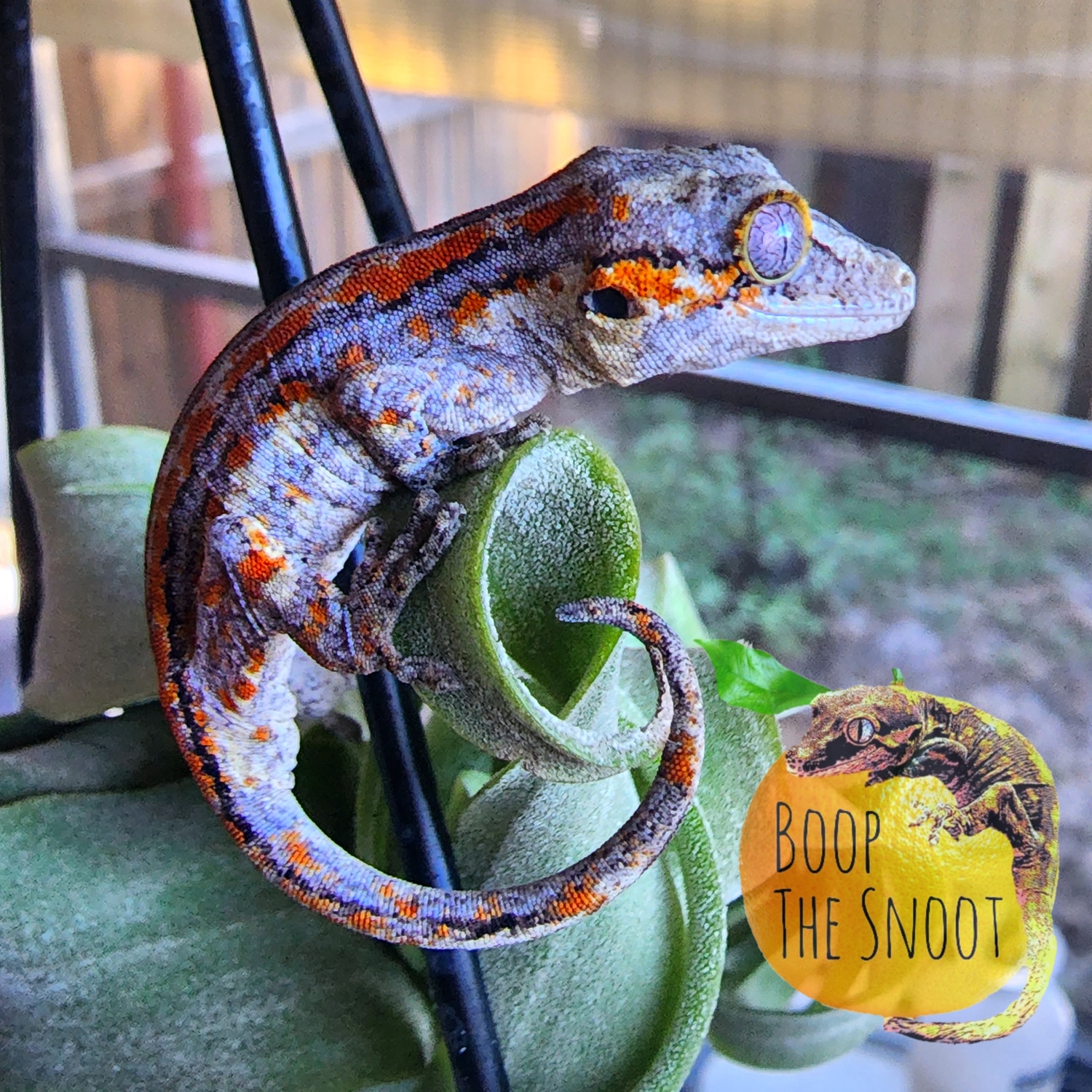 "Pumpkin" Orange Blotch/Abberant Stripe Gargoyle Gecko by Boop the ...