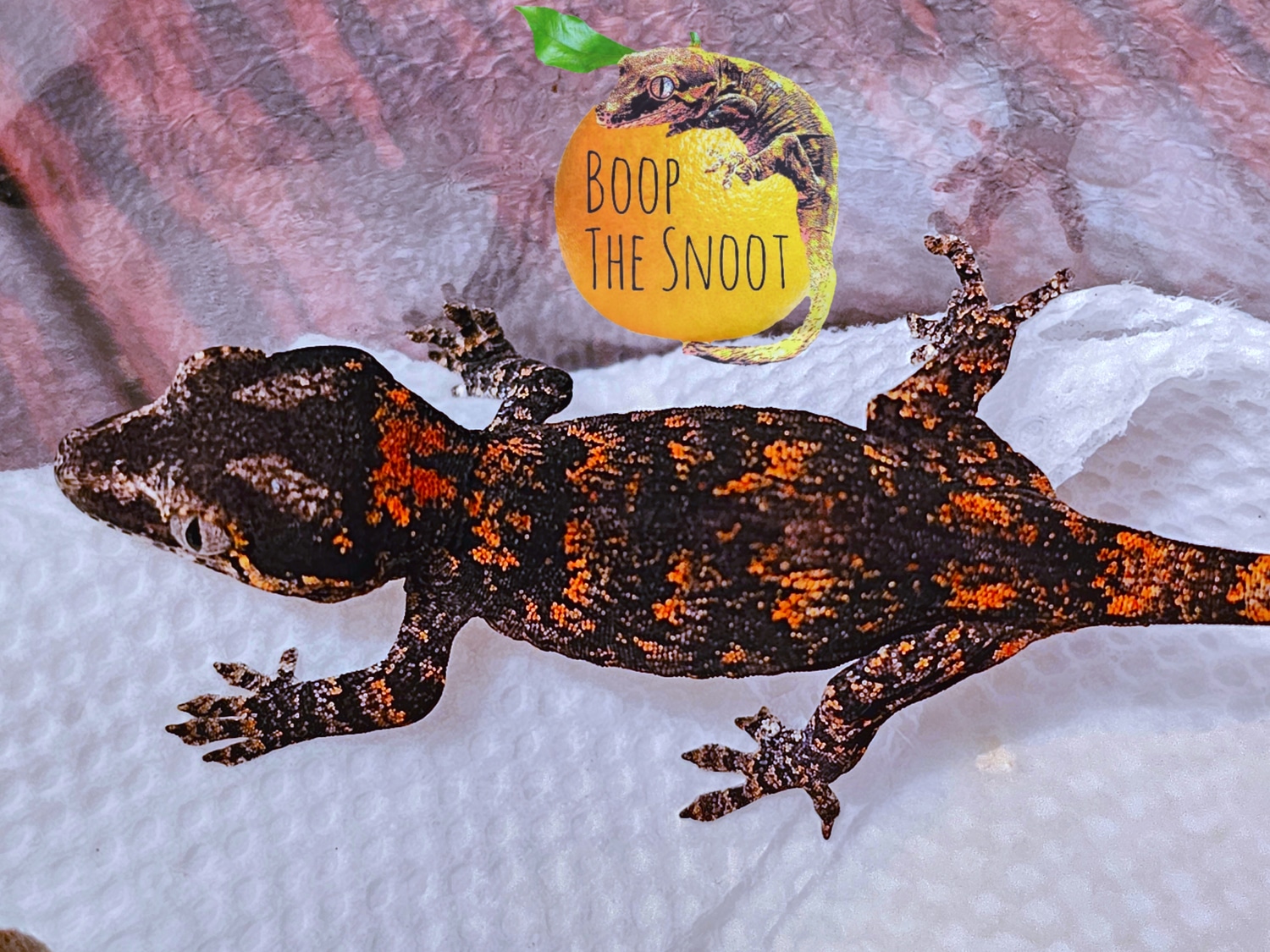 "Cheddar" Orange/Red Super Blotch Gargoyle Gecko by Boop the Snoot ...