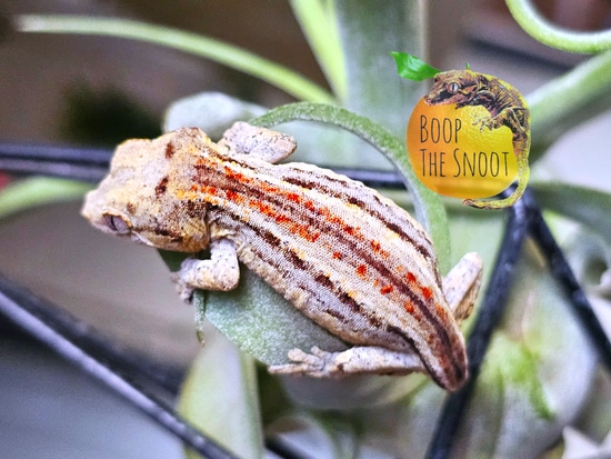 "Candy Cane" Red/White Stripe Gargoyle Gecko by Boop the Snoot