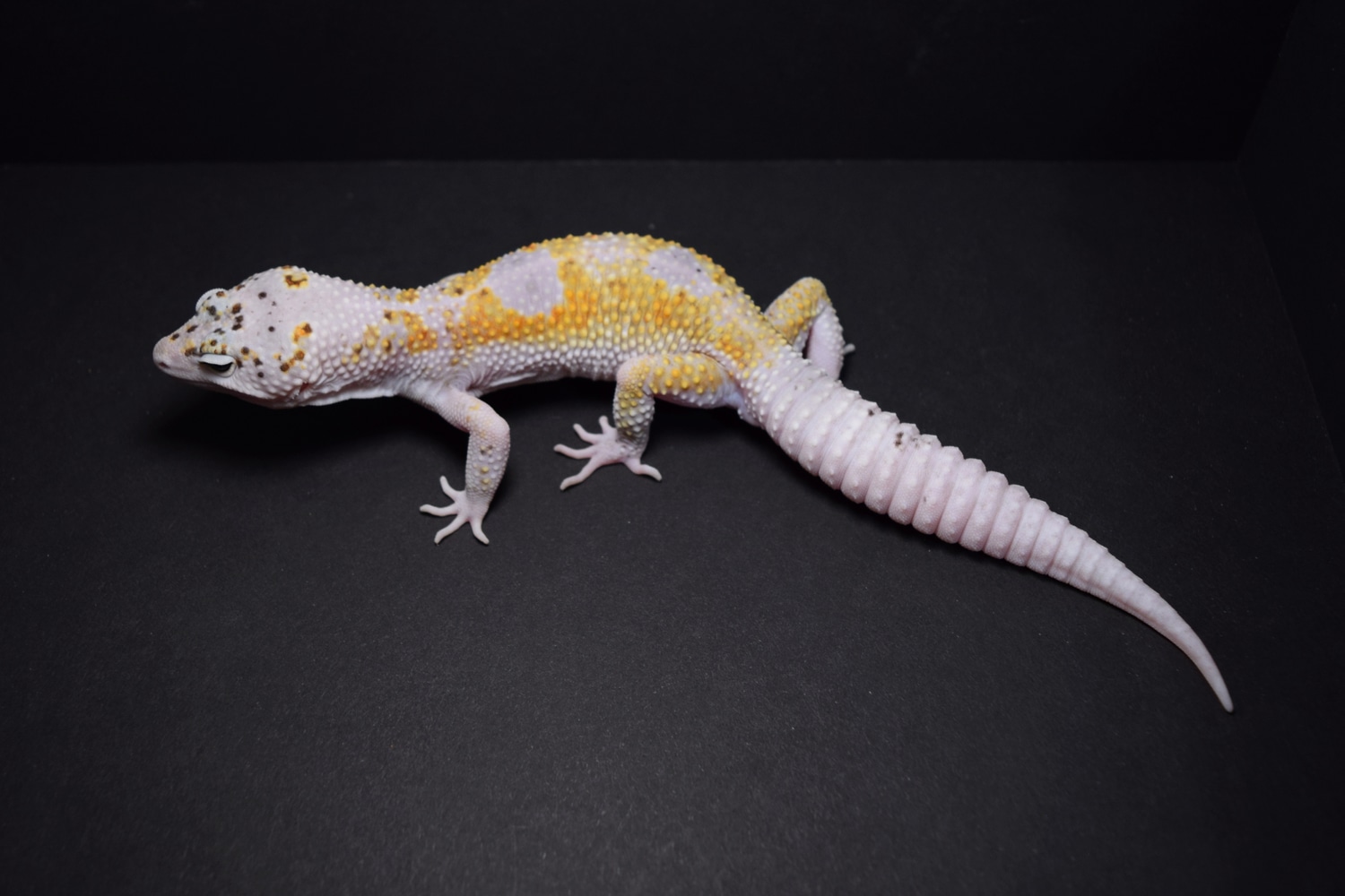 Mack Snow Enigma Ph Raptor Leopard Gecko by Scarlet Leos - MorphMarket