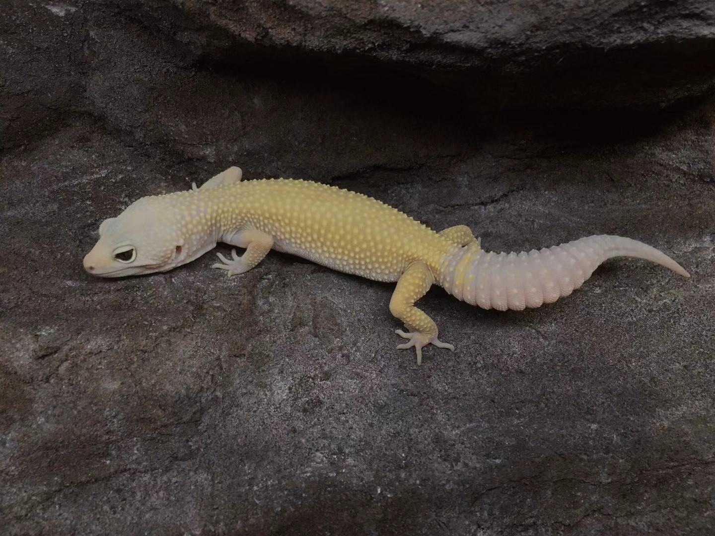 Black Night Black Pearl Cross Snow Murphy Patternless Leopard Gecko by ...