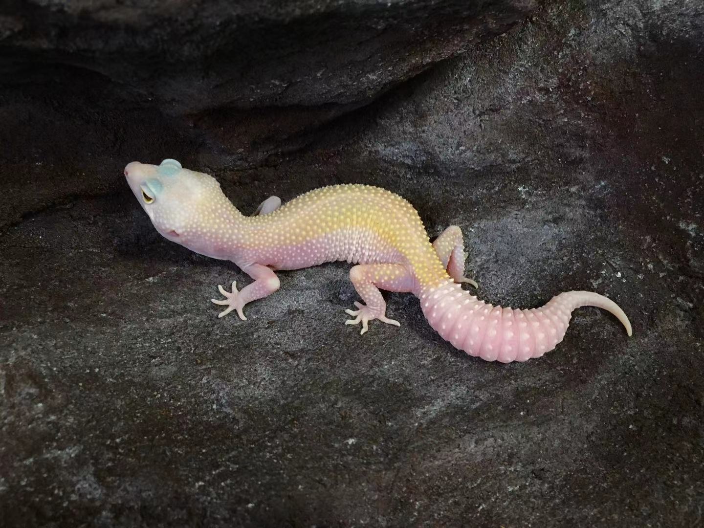 SALE! Enigma Cyclone Leopard Gecko by Scarlet Leos - MorphMarket