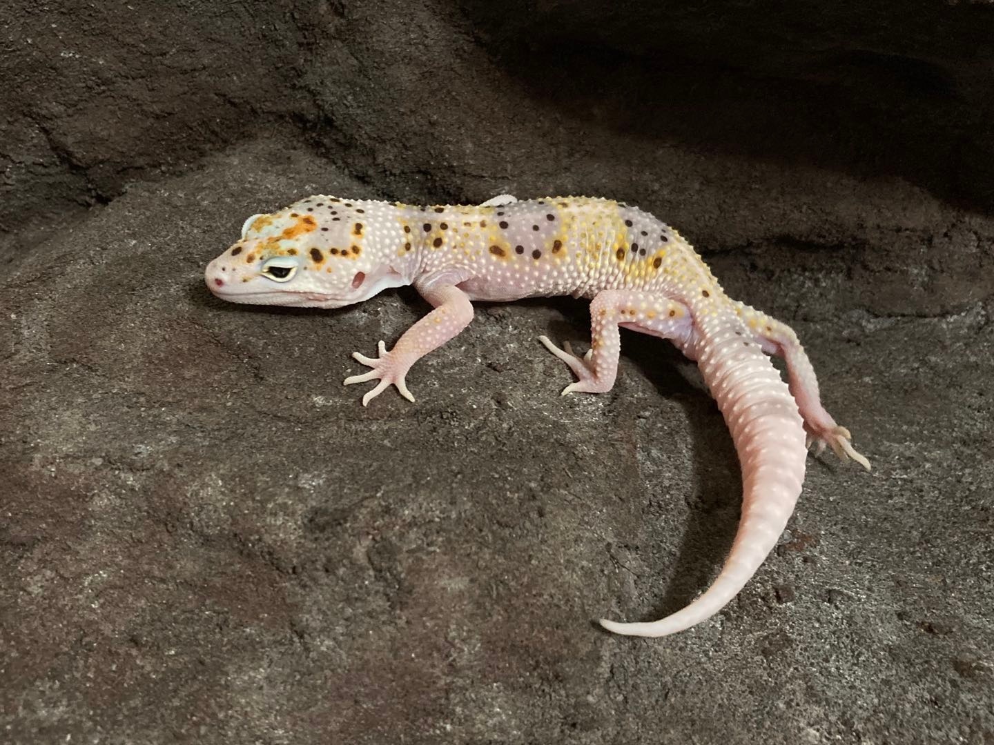 Mack Snow Enigma Het RAPTOR Leopard Gecko by Scarlet Leos - MorphMarket