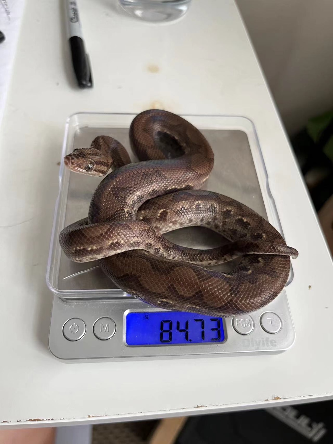 SALE Colombian Rainbow Boa by Scarlet Leos - MorphMarket
