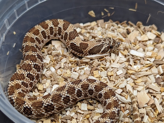 Normal Male Western Hognose by Stark Exotics