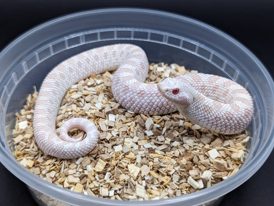 Snow Western Hognose by Stark Exotics