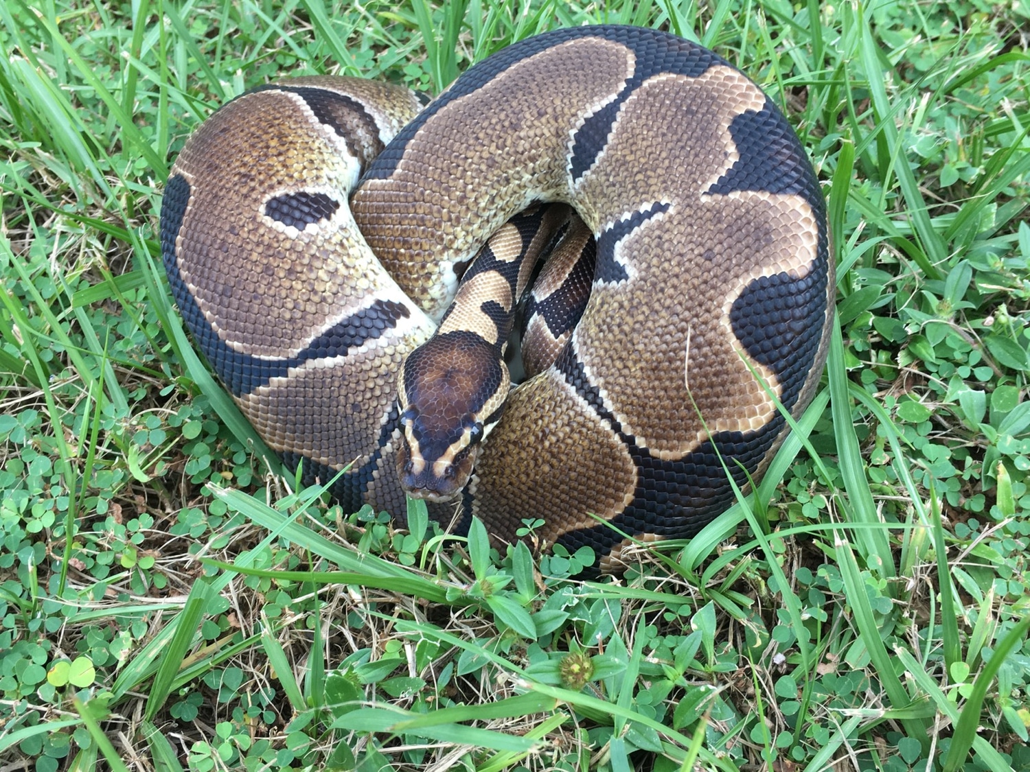 Blade Het Albino Ball Python by Nightfall Ball Pythons - MorphMarket