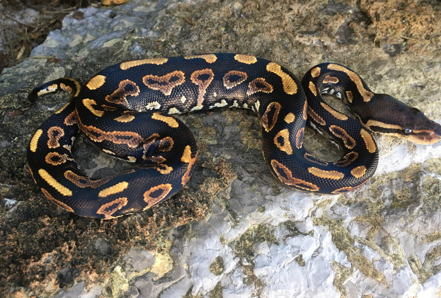 Cinnamon Orange Belly Ball Python by Nightfall Ball Pythons - MorphMarket