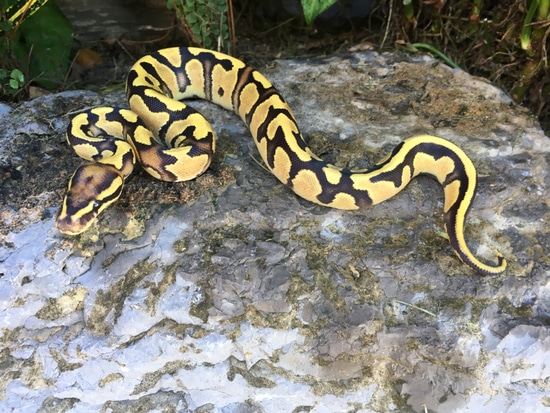 Enchi Fire Ball Python by Nightfall Ball Pythons