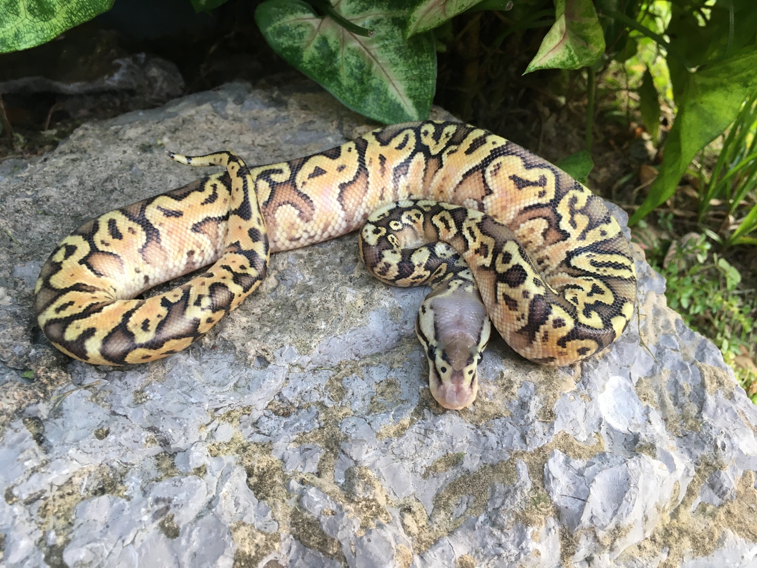 Superfly HGW Granite Ball Python by Nightfall Ball Pythons - MorphMarket
