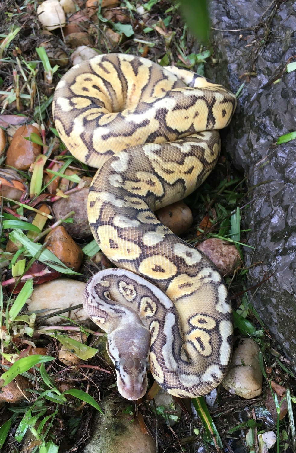 Superfly HGW Poss Granite Ball Python by Nightfall Ball Pythons ...