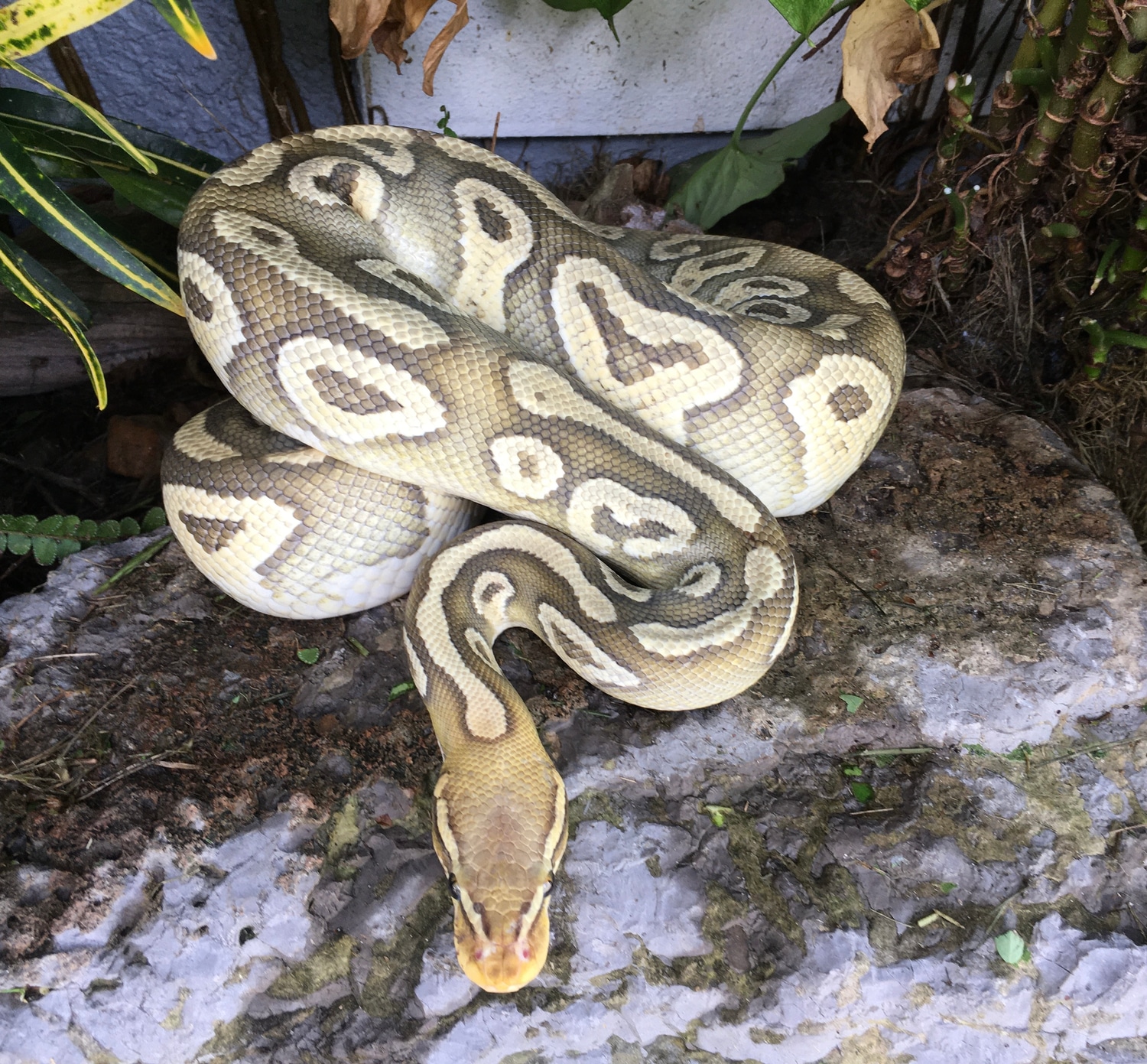 Pastave Orange Ghost Ball Python by Nightfall Ball Pythons - MorphMarket