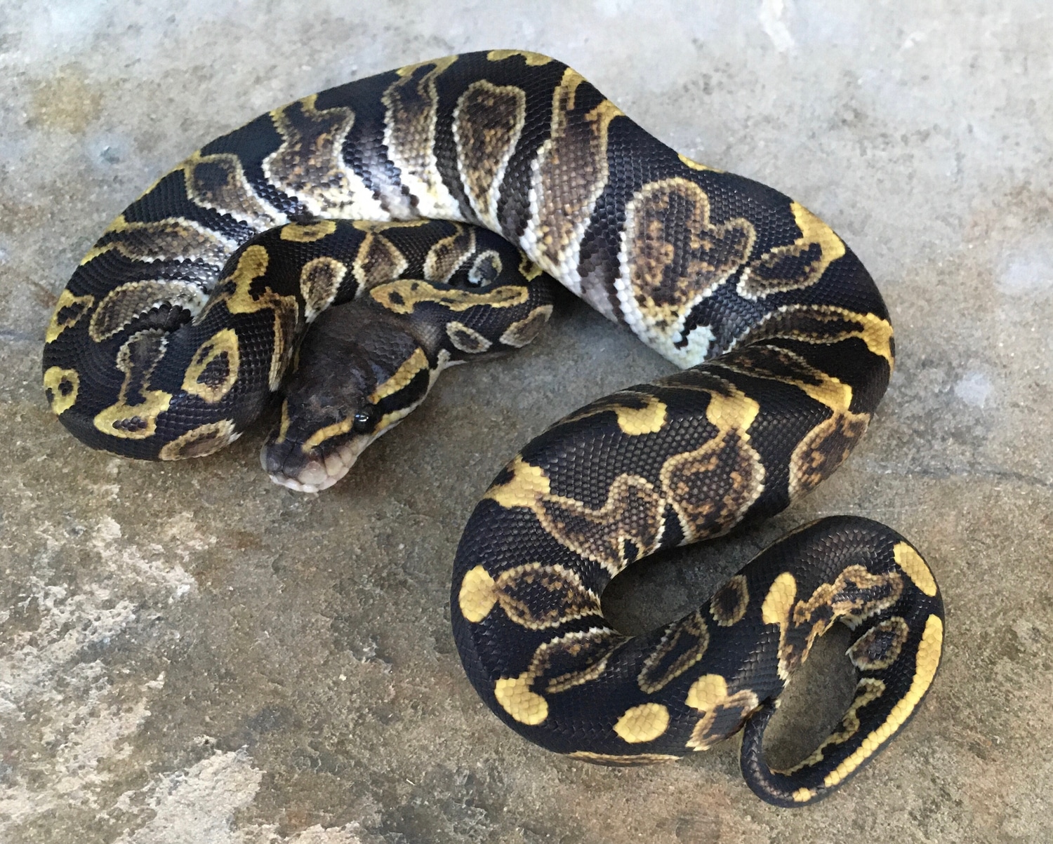 GHI Ball Python by Nightfall Ball Pythons - MorphMarket