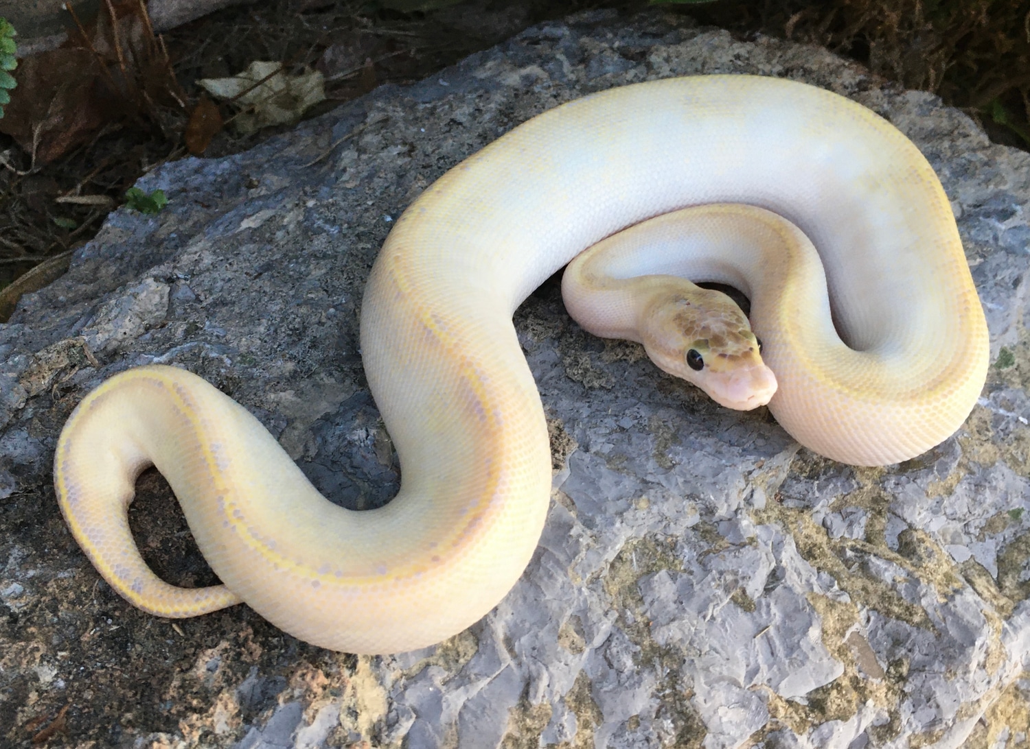 *SALE* Orange Dream Ivory Ball Python by Nightfall Ball Pythons ...