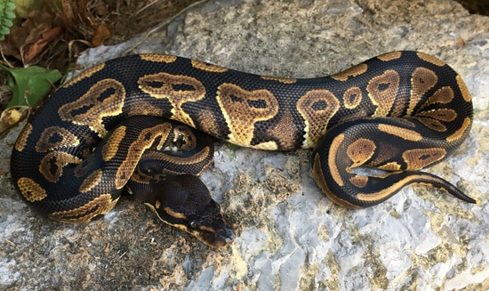 Blackhead Red Gene Ringer Ball Python by Nightfall Ball Pythons