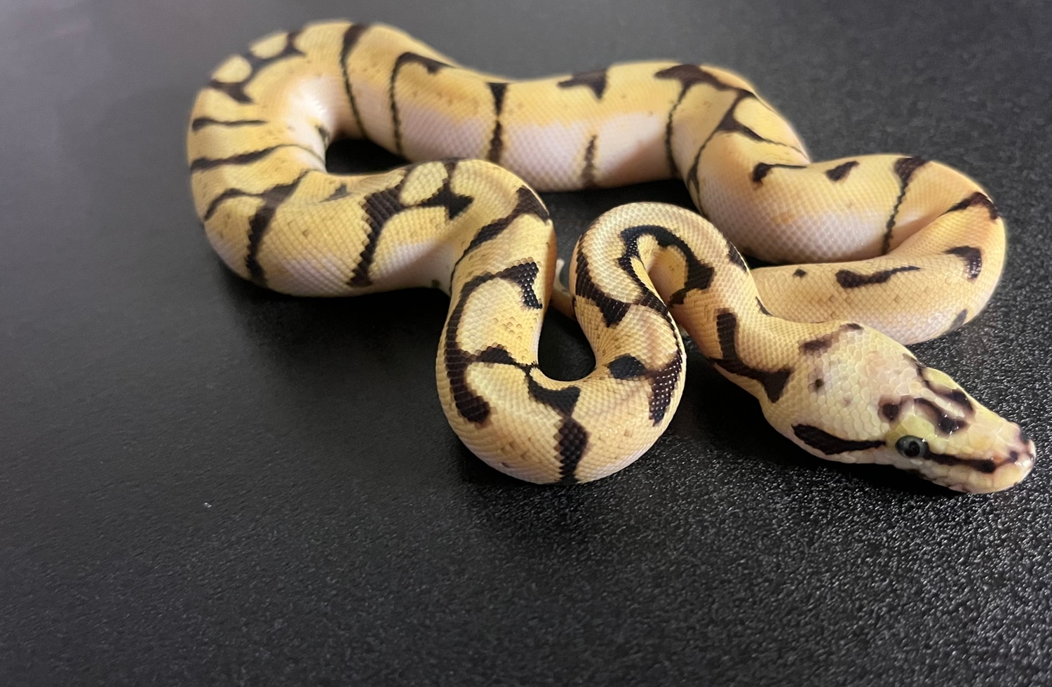 Bumblebee Enchi DH Axanthic Desert Ghost Ball Python by Nightfall Ball ...