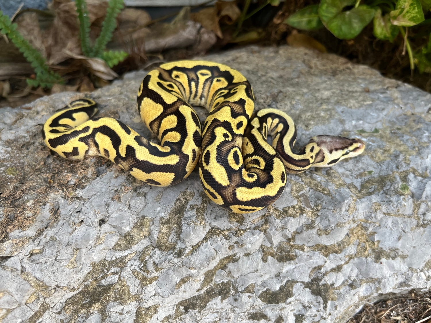 Firefly Yellow Belly Ball Python by Nightfall Ball Pythons - MorphMarket