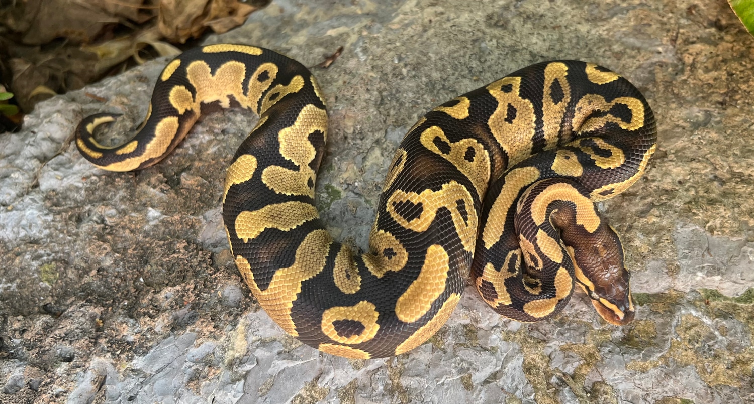 Fire Het Pied Ball Python by Nightfall Ball Pythons - MorphMarket