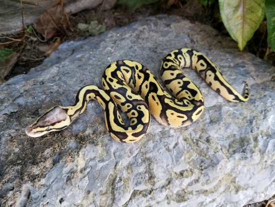 Firefly Yellow Belly Ball Python by Nightfall Ball Pythons