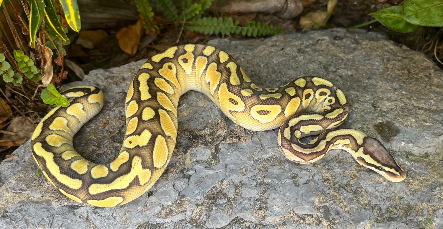 Pastel Butter Yellow Belly Ball Python by Nightfall Ball Pythons ...