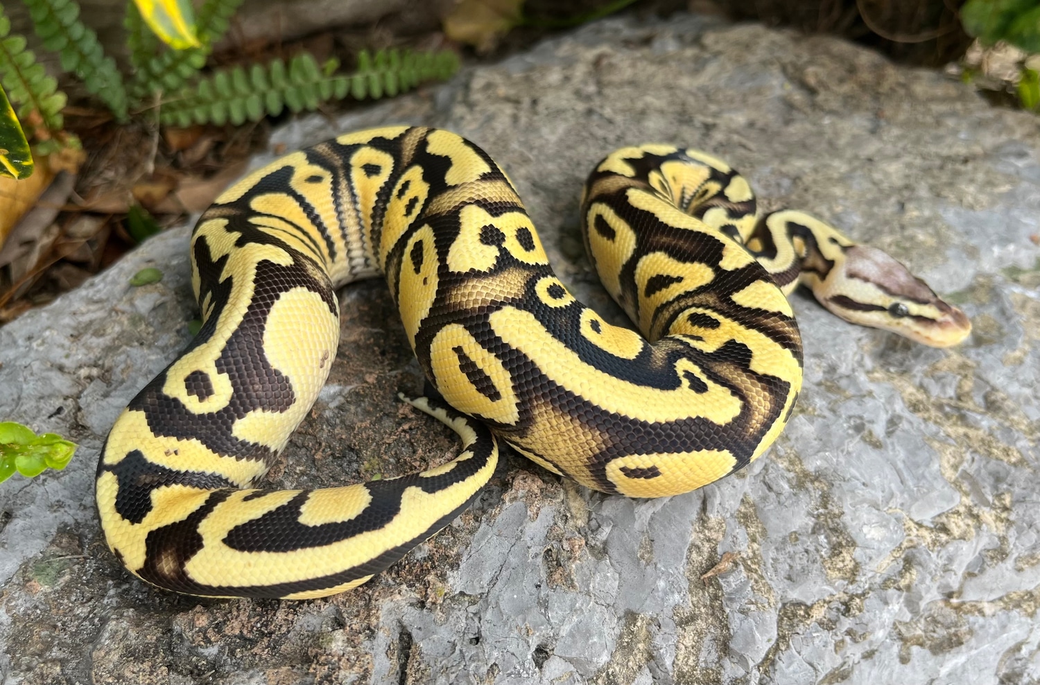 50% OFF SHIPPING Firefly Yellow Belly Ball Python by Nightfall Ball ...