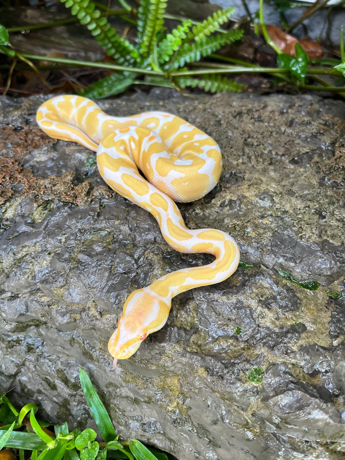 Albino Het Clown Ball Python by Nightfall Ball Pythons - MorphMarket
