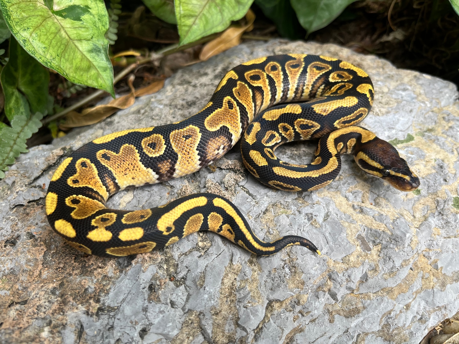 Yellow Belly Het Puzzle Ball Python by Nightfall Ball Pythons - MorphMarket