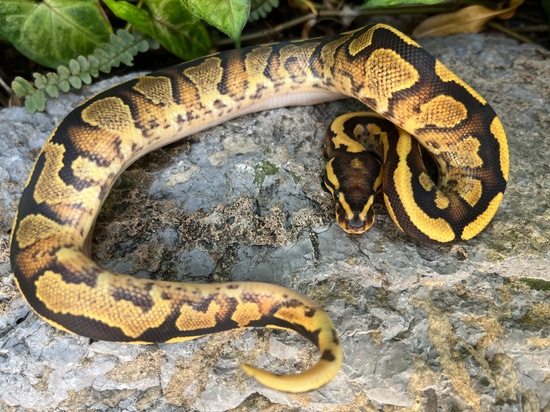 Orange Dream Enchi Fire Yb Ball Python by Nightfall Ball Pythons