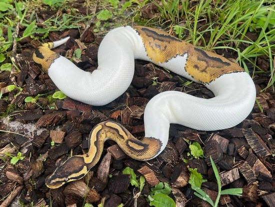 Fire Pied Ball Python by Nightfall Ball Pythons
