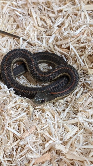 Yellow And Red Striped Northwestern Garter Snakes by Coast to Coast Garters